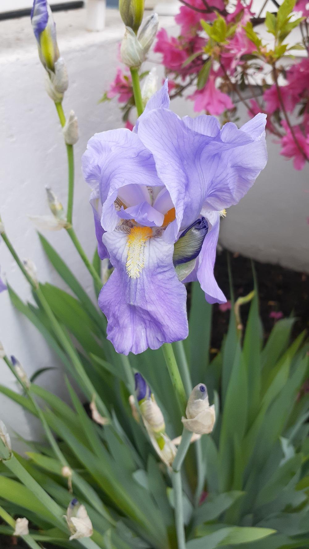 Iris change in characteristics. in the Irises forum - Garden.org