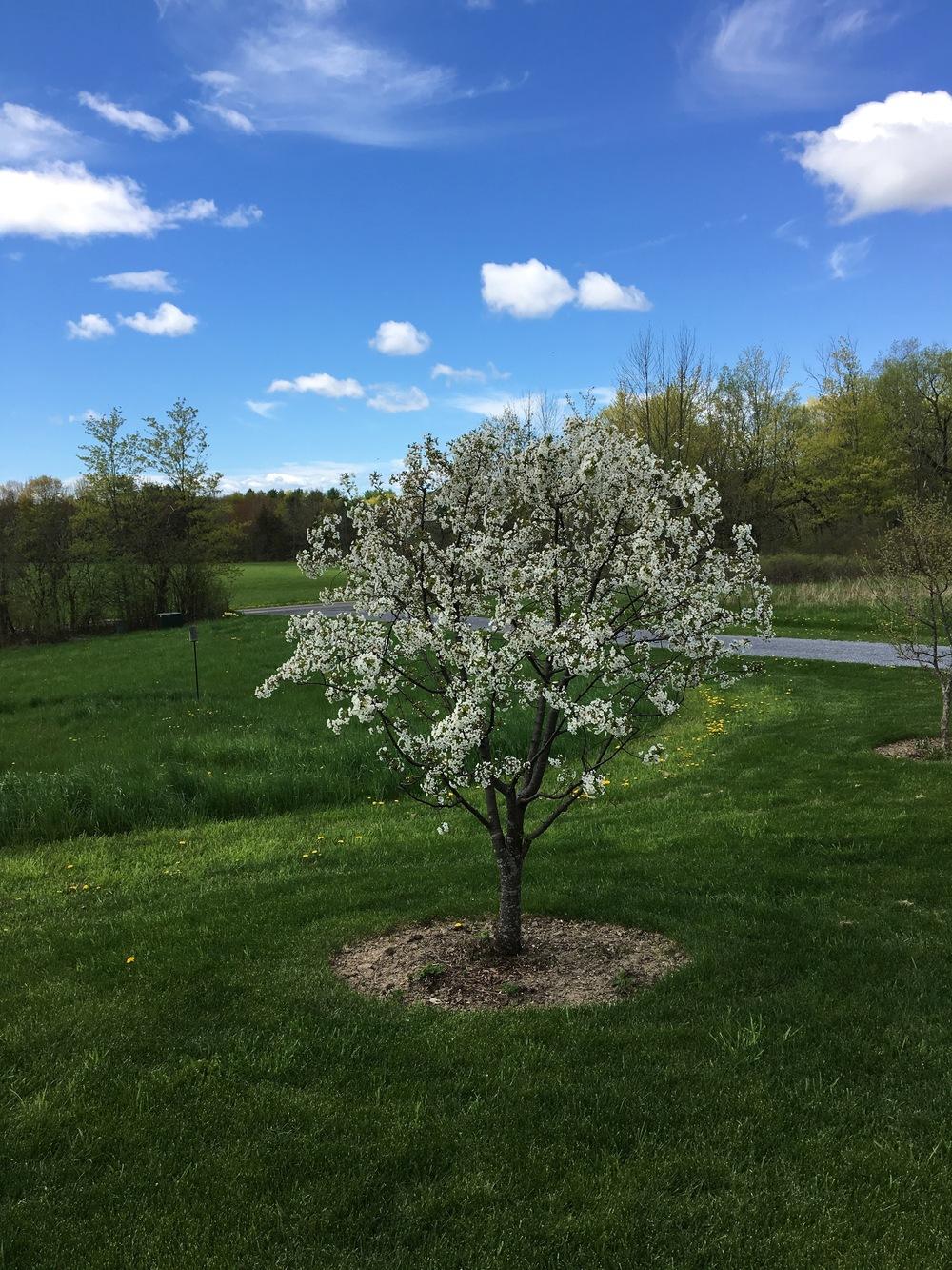 How To Plant a Tree - Garden.org