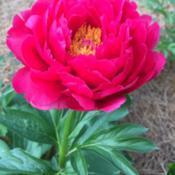 Peony (Paeonia 'Raspberry Charm') in the Peonies Database - Garden.org