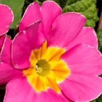 Primrose (Primula Crescendo® Pink & Rose Shades) in the Primroses ...