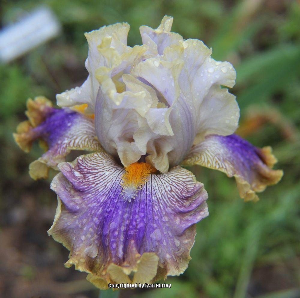 Photo of the bloom of Tall Bearded Iris (Iris 'Rare Blend') posted by ...