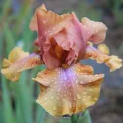 Tall Bearded Iris (Iris 'Bronze Warrior') in the Irises Database - Garden.org