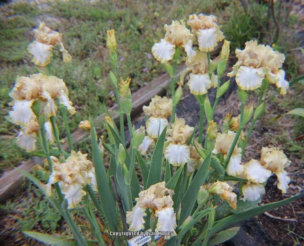 Tall Bearded Iris (Iris 'Logan's Run') in the Irises Database - Garden.org