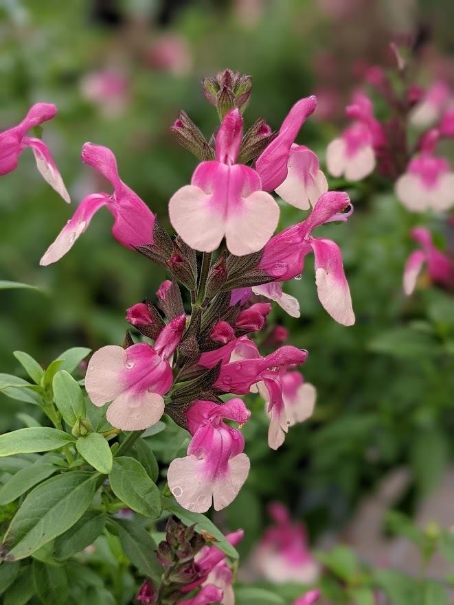 Photo of the bloom of Autumn Sage (Salvia greggii Mirage™ Rose Bicolor ...