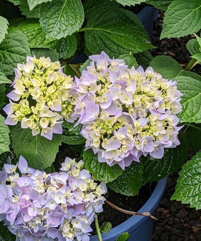 Mophead Hydrangea (Hydrangea macrophylla Let's Dance® Rave™) in the ...
