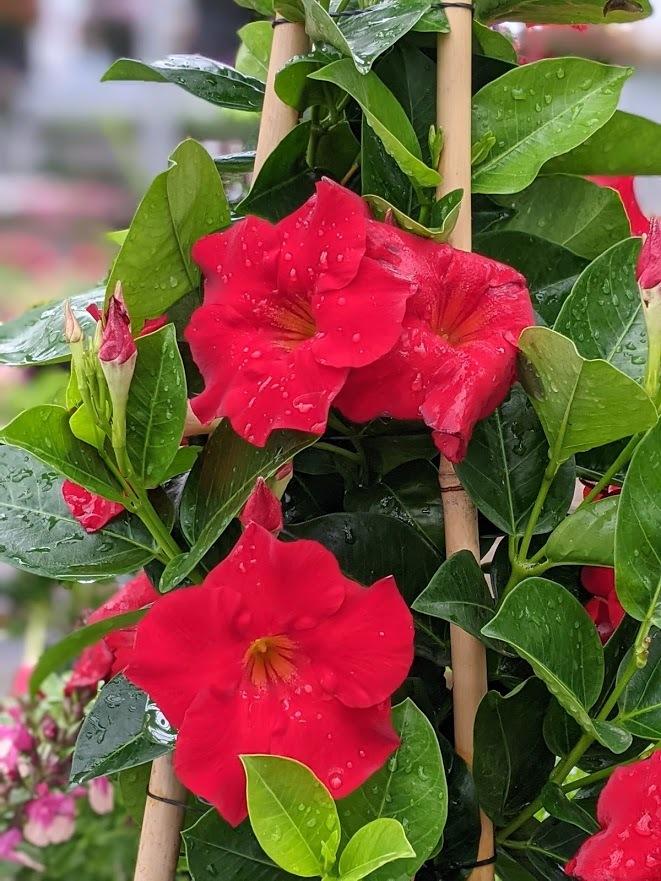 Mandevilla 'Red Velvet' - Garden.org