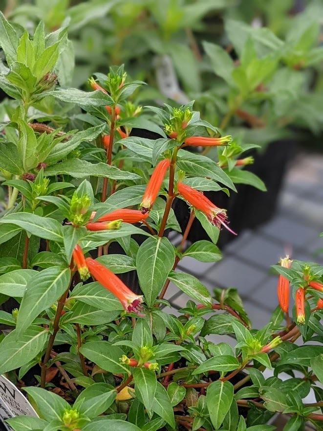 Photo of the entire plant of Large Firecracker Plant (Cuphea ...