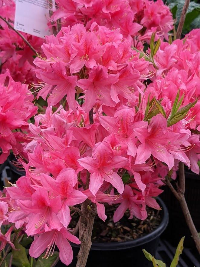 Photo of the bloom of Azalea (Rhododendron 'Rosy Lights') posted by Joy ...