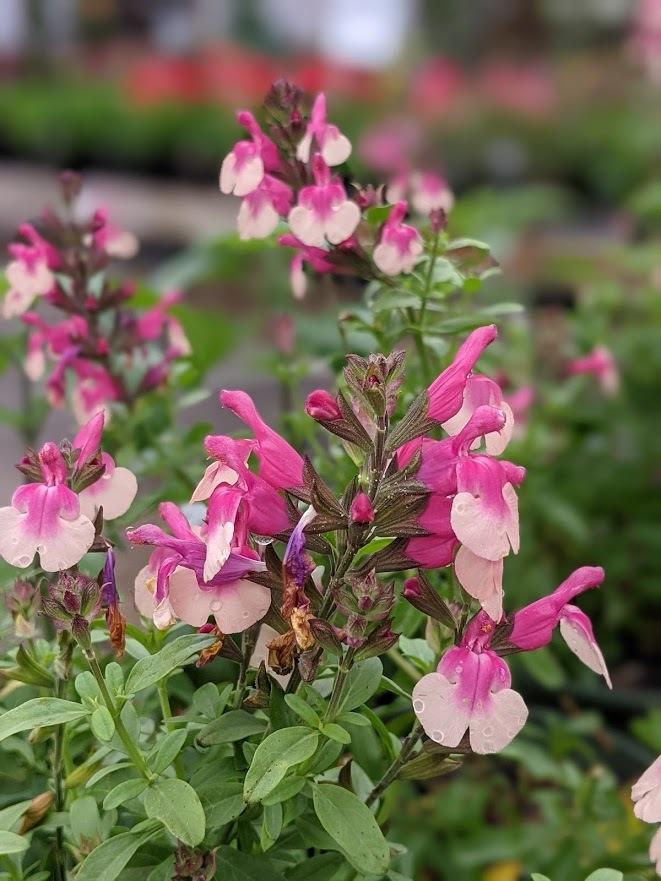 Photo of the entire plant of Autumn Sage (Salvia greggii Mirage™ Rose ...