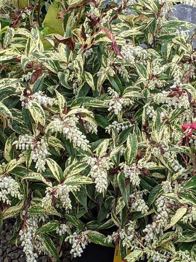 Fetterbush (Leucothoe fontanesiana 'Rainbow') - Garden.org