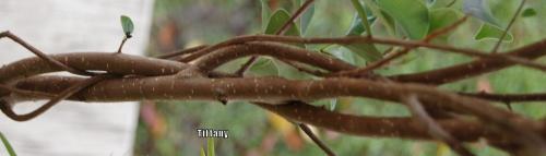 How to accomplish two trees into one? in the Trees and Shrubs forum ...