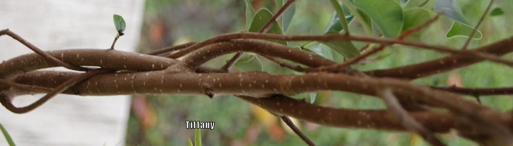 How to accomplish two trees into one? in the Trees and Shrubs forum ...