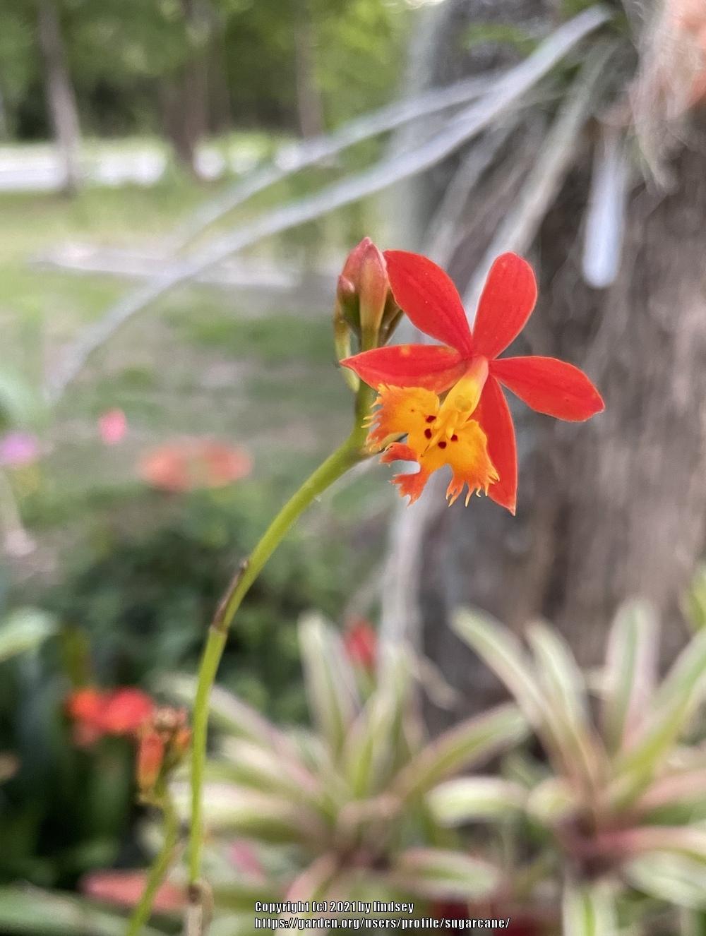 Our Orchid blooms in May 2021 💐 in the Orchids forum - Garden.org