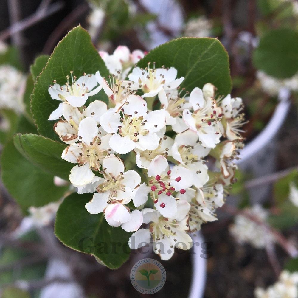 Black Chokeberry (Aronia melanocarpa Low Scape® Hedger) - Garden.org