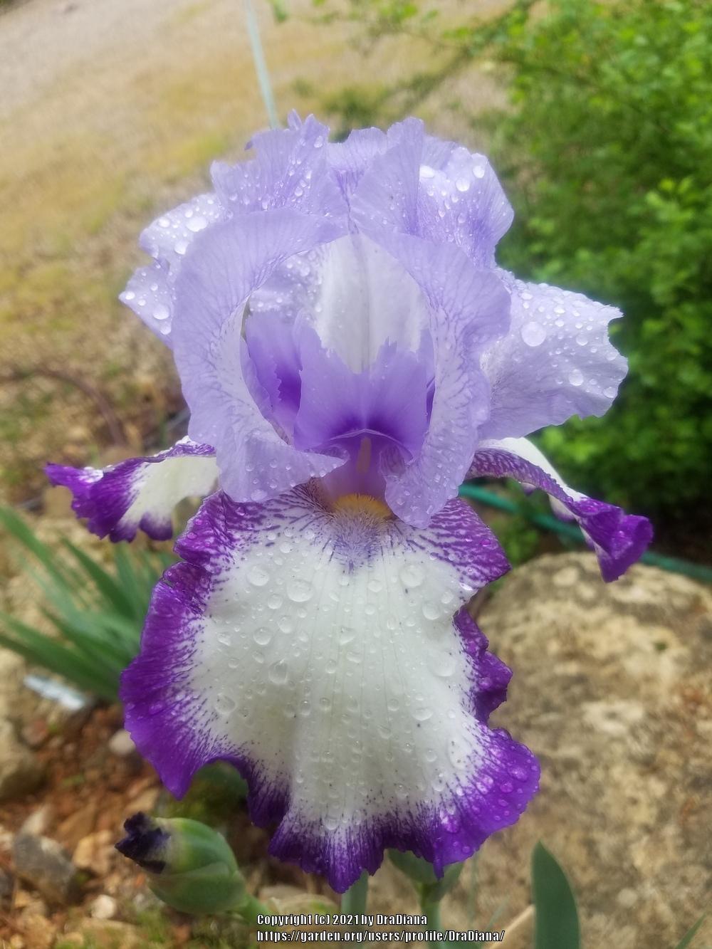 Tall Bearded Iris (Iris 'On Edge') in the Irises Database - Garden.org