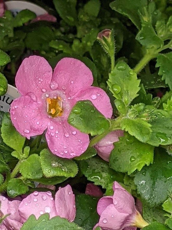 Photo of the bloom of Bacopa (Sutera cordata MegaCopa™ Pink) posted by ...