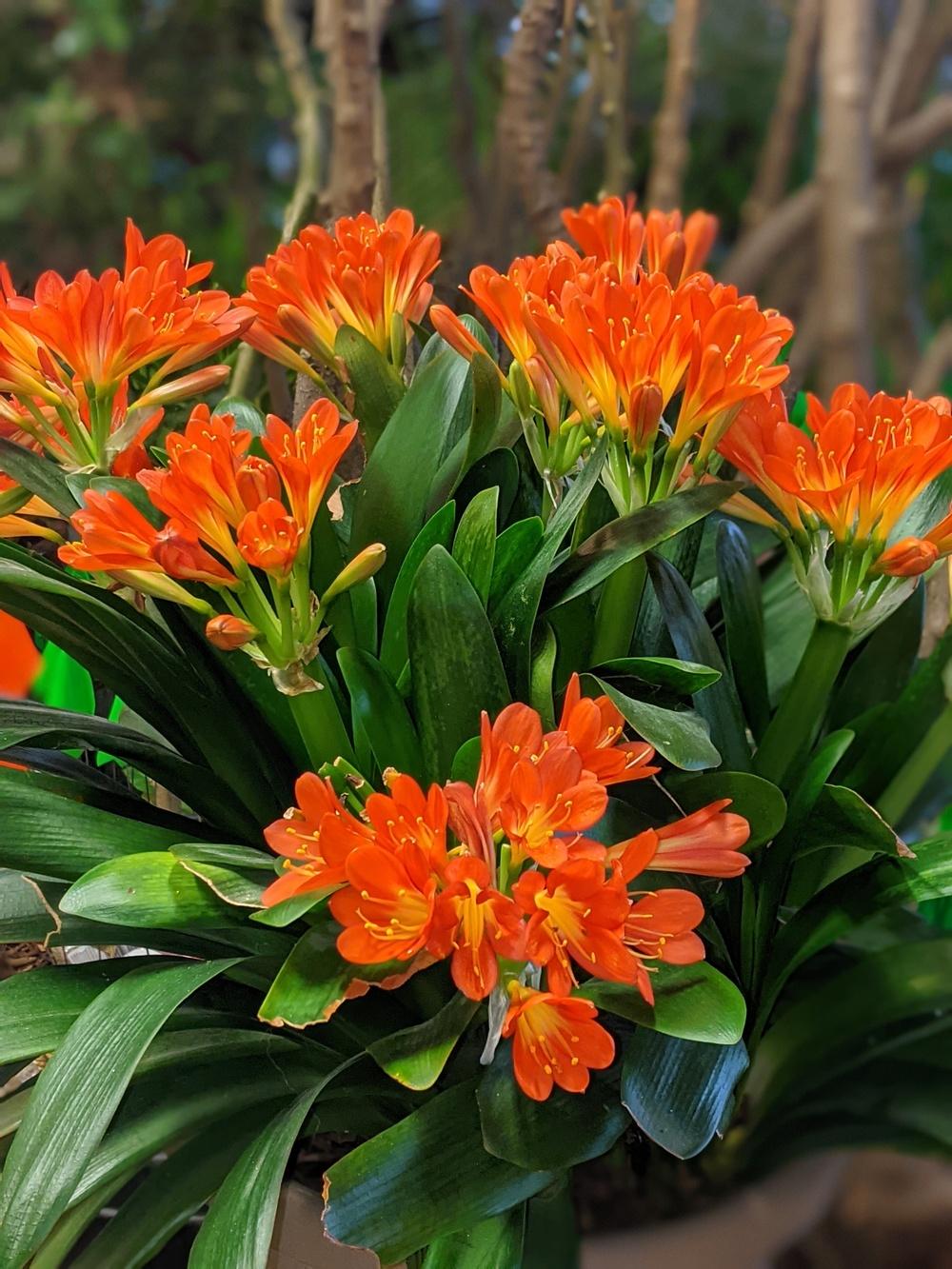 Photo of the entire plant of Clivia Lily (Clivia miniata 'Belgian Hybrid') posted by Joy ...
