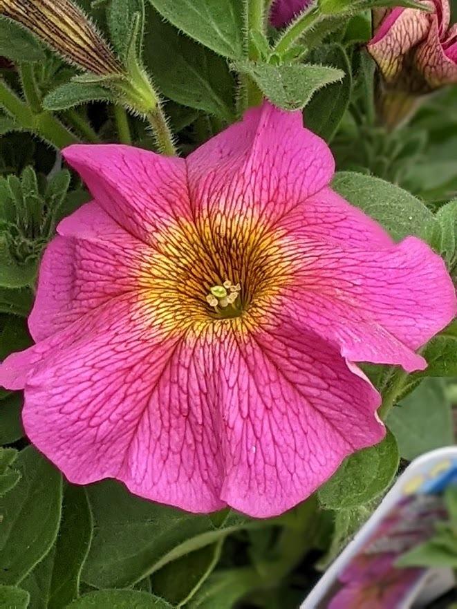 XPetchoa SuperCal® Premium Sunray Pink - Garden.org