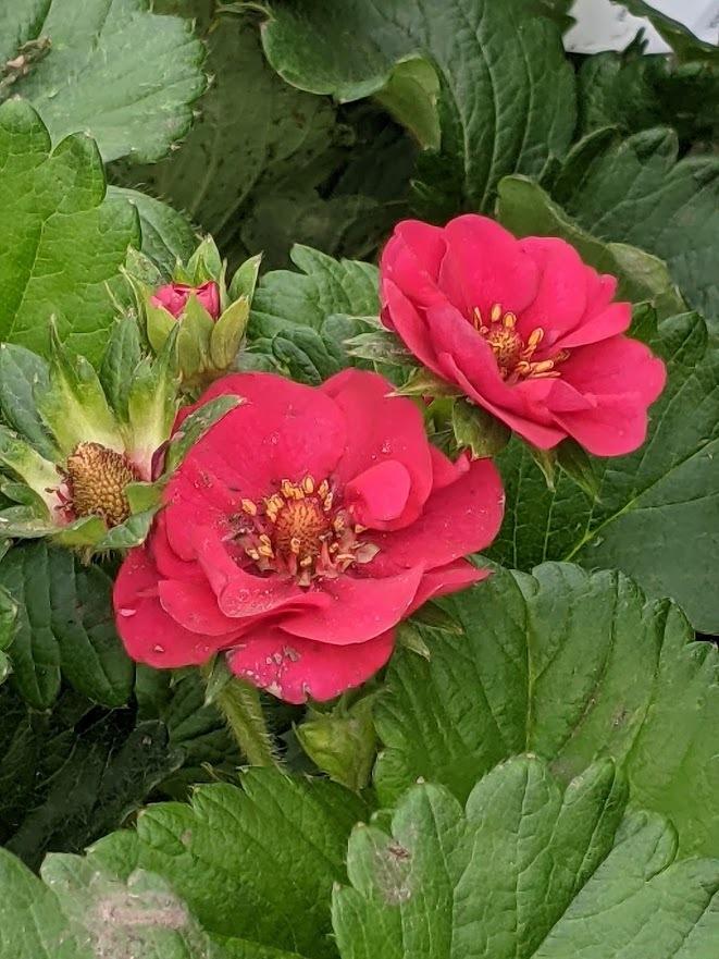 Strawberry (Fragaria 'Delizz') in the Strawberries Database - Garden.org