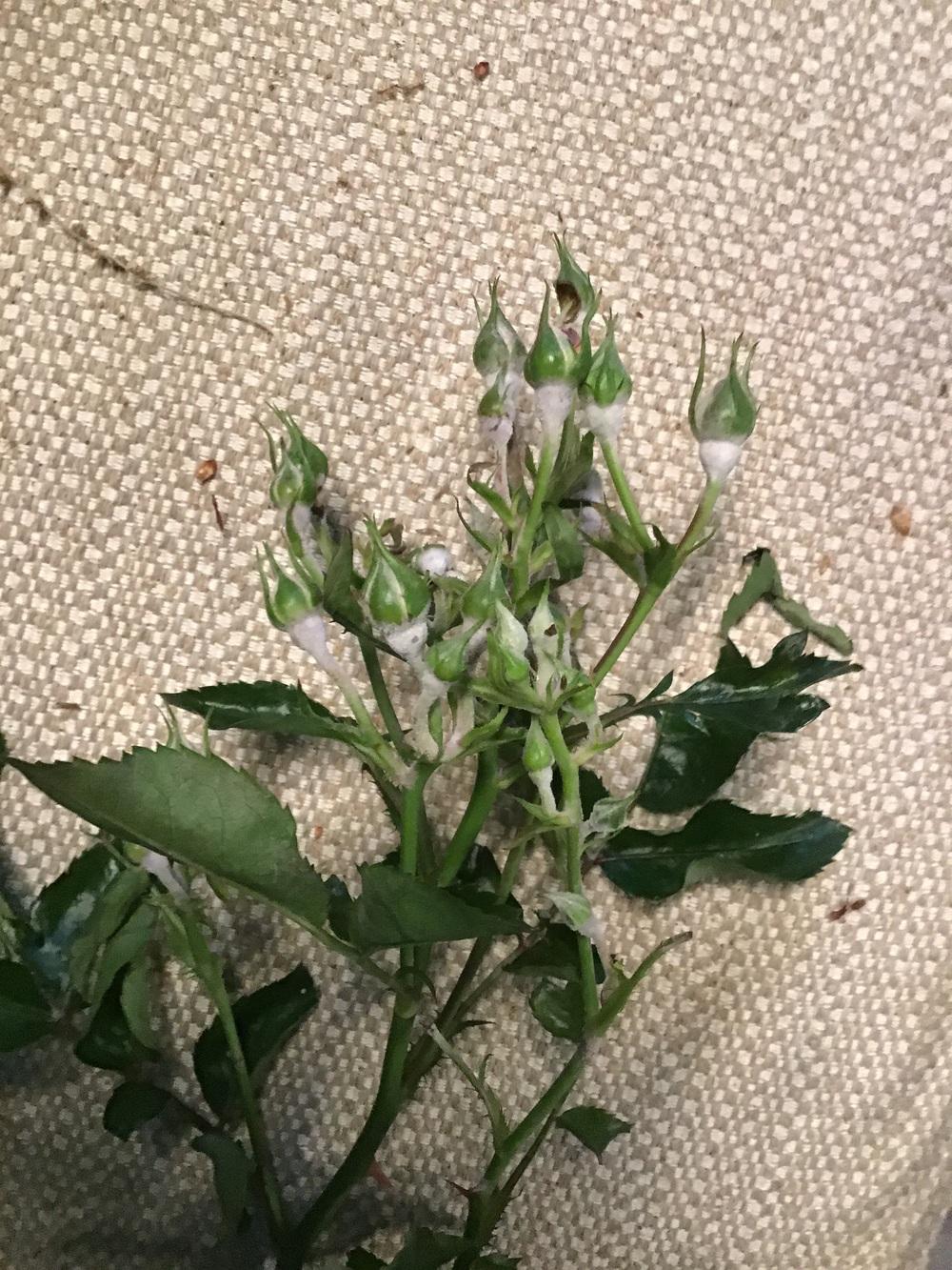 Drift rose disease in the Roses forum - Garden.org