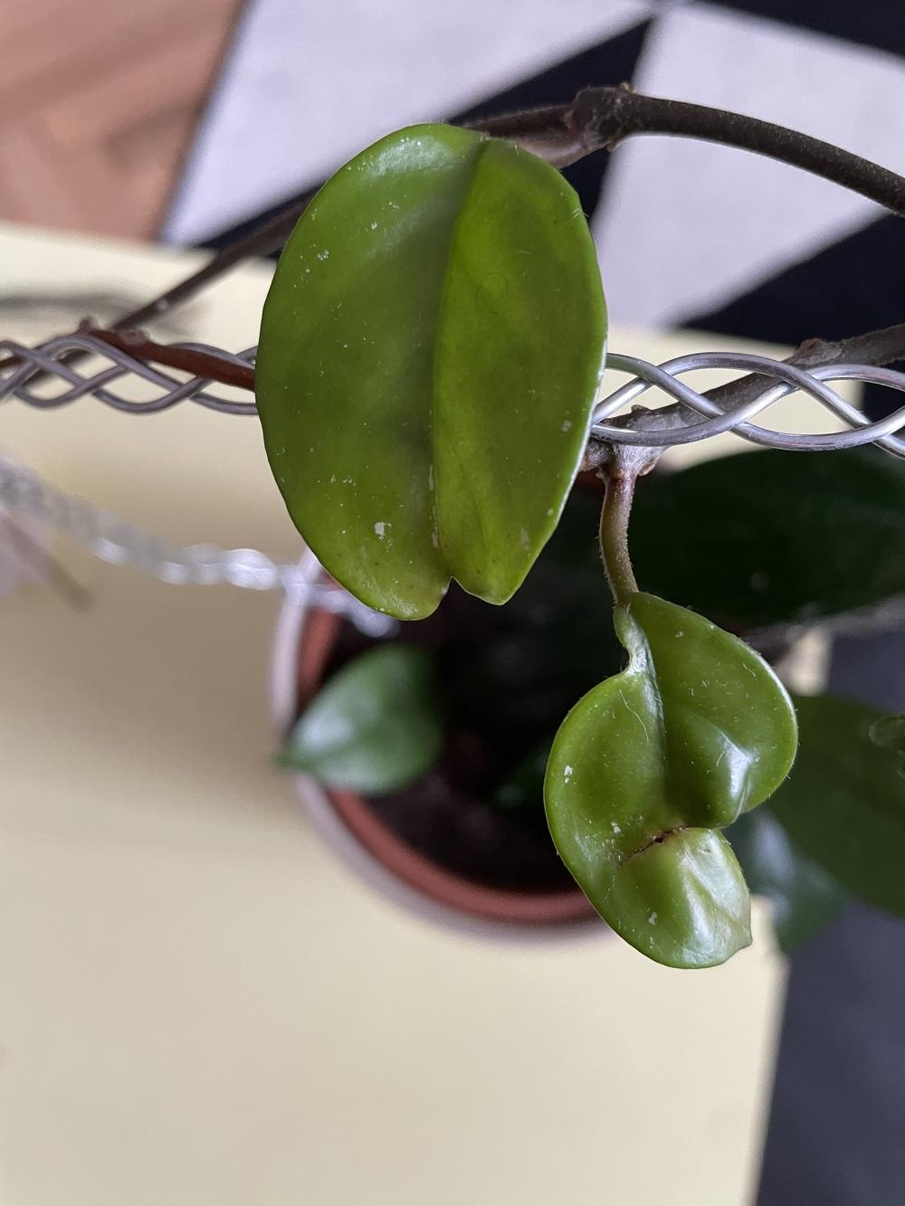 Deformed leaves in the Hoyas forum - Garden.org