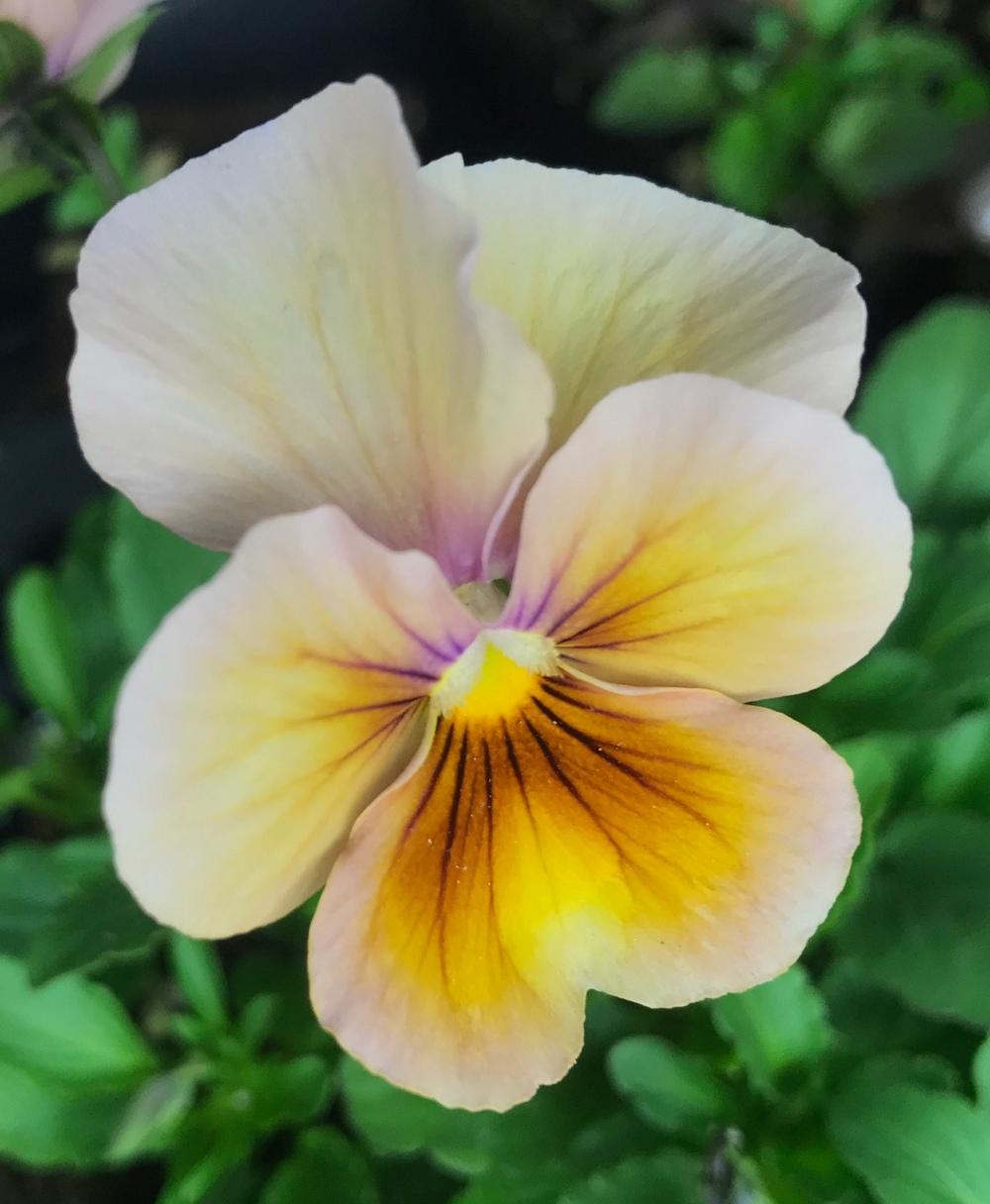Pansy (Viola x wittrockiana Karma™ Copperfield) in the Violas Database ...