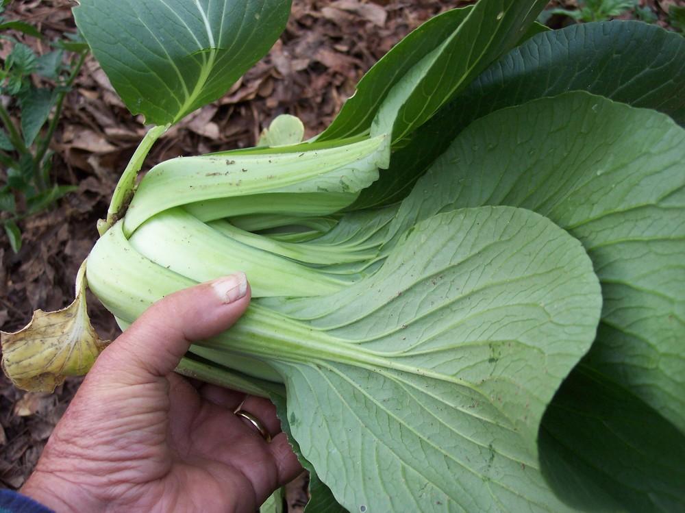 Bok Choy (Brassica rapa subsp. chinensis 'Black Summer') in the ...