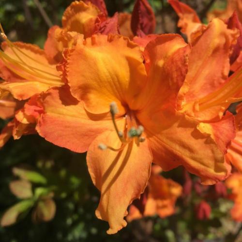 Azalea (Rhododendron Sunbow® Solar Flare) in the Rhododendrons Database ...