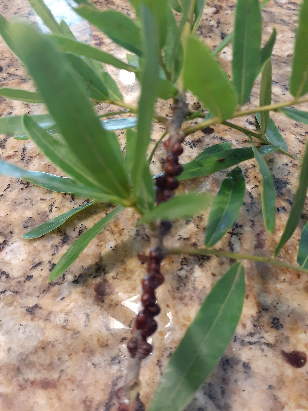 Willow Oak Scale? in the Ask a Question forum - Garden.org