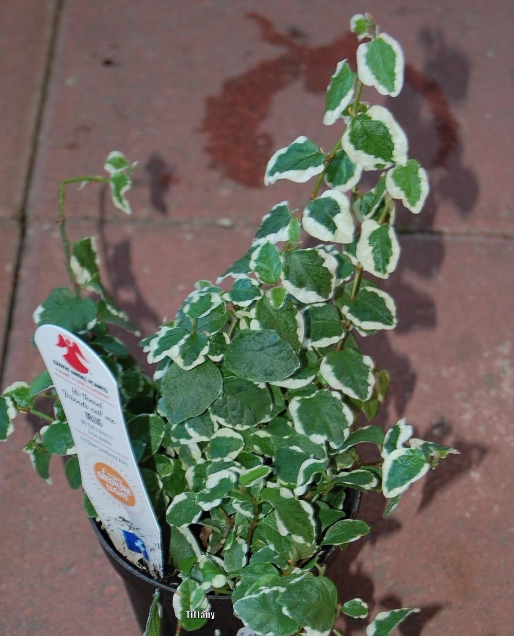 Creeping Fig (Ficus pumila 'Bellus') - Garden.org