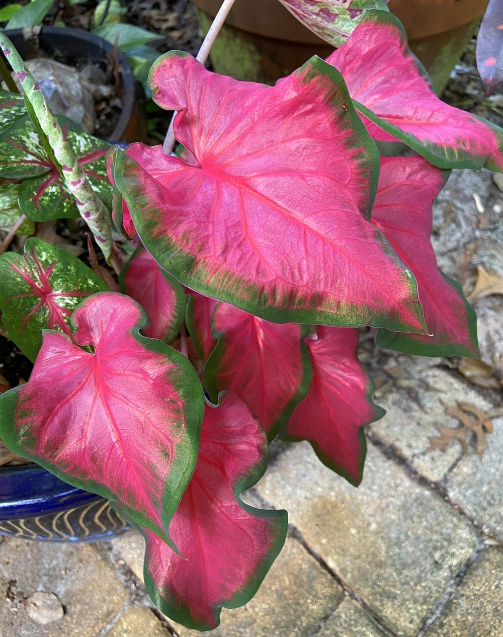 Caladiums: Plant Care and Collection of Varieties - Garden.org