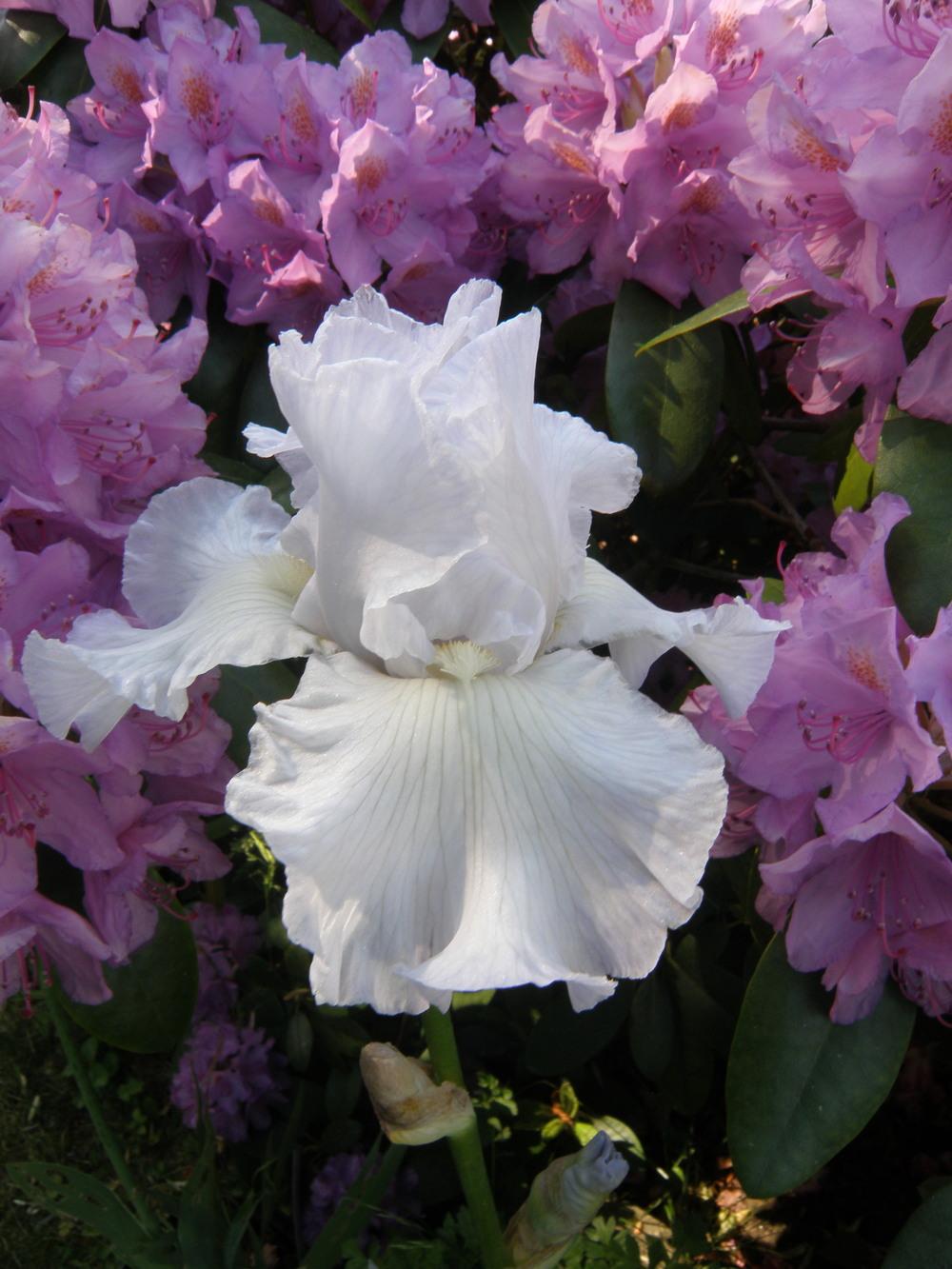 Tall Bearded Iris (Iris 'Frison-Roche') in the Irises Database - Garden.org