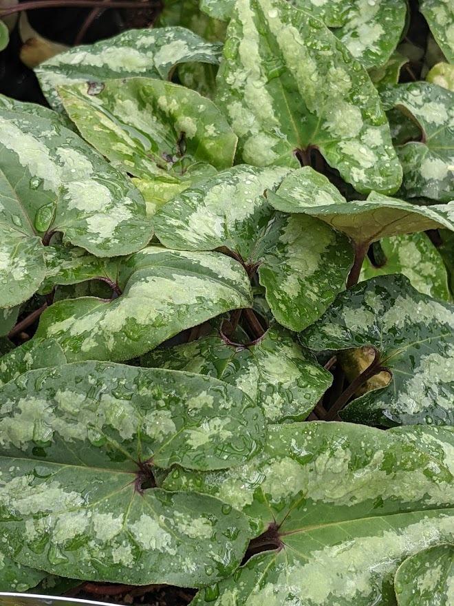 Photo of the leaves of Chinese Wild Ginger (Asarum splendens) posted by ...