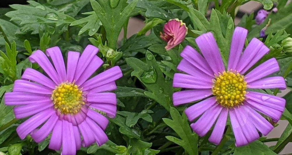 Photo of the bloom of Brachyscome Brasco™ Violet posted by Joy - Garden.org