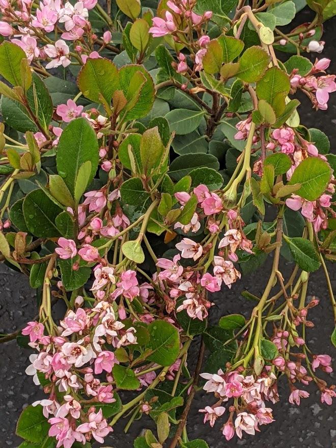 Indian Hawthorn (Rhaphiolepis indica 'Pink Lady') - Garden.org