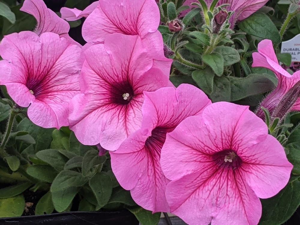 Petunia DuraBloom™ Royal Pink in the Petunias Database - Garden.org