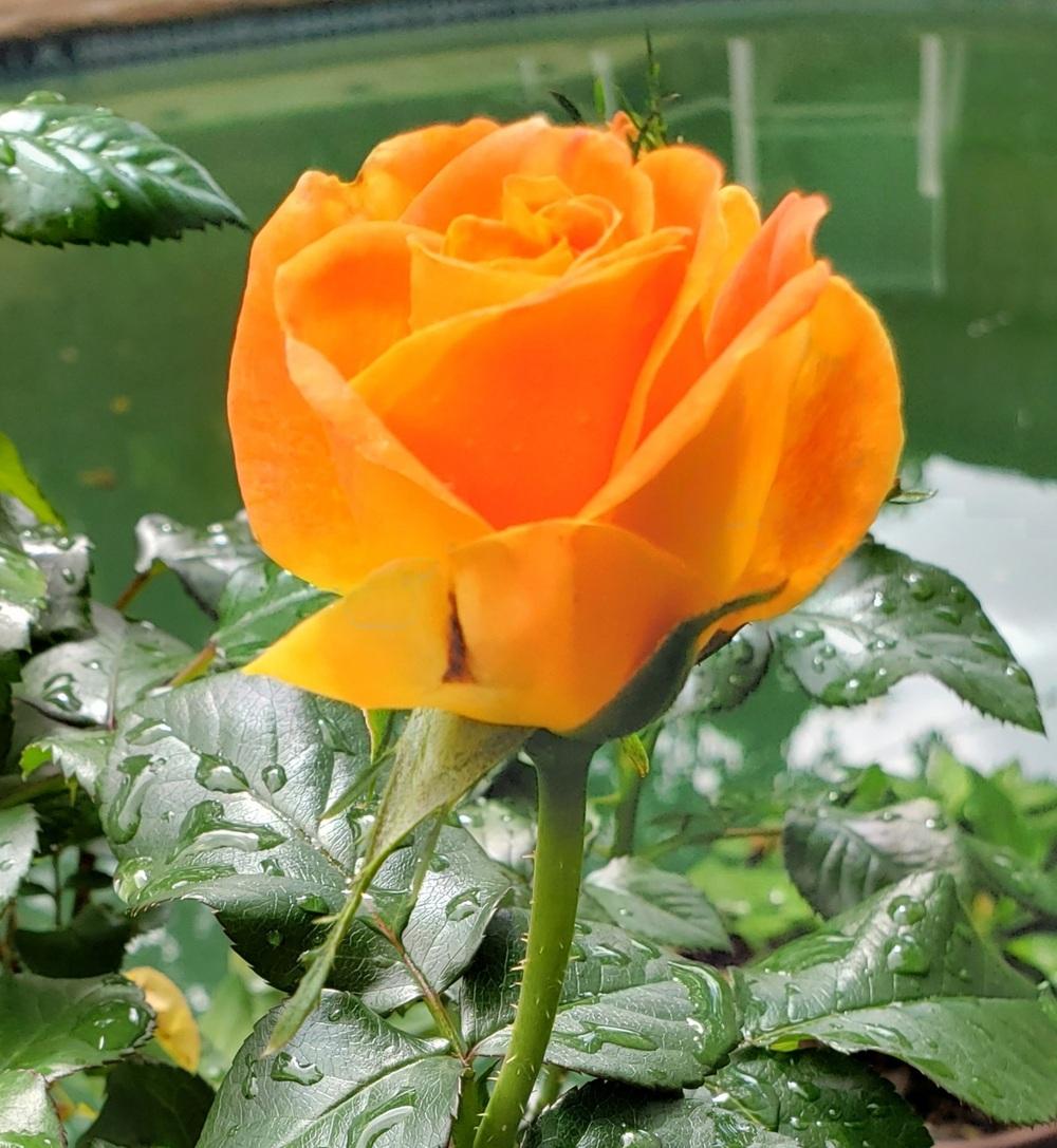 Photo of the bloom of Rose (Rosa 'Burst of Joy') posted by LindsayG ...