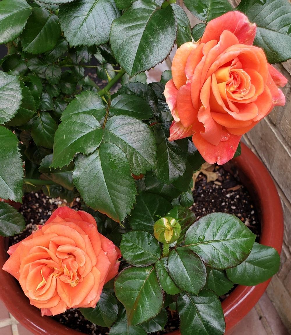 Photo of the entire plant of Rose (Rosa 'Burst of Joy') posted by ...