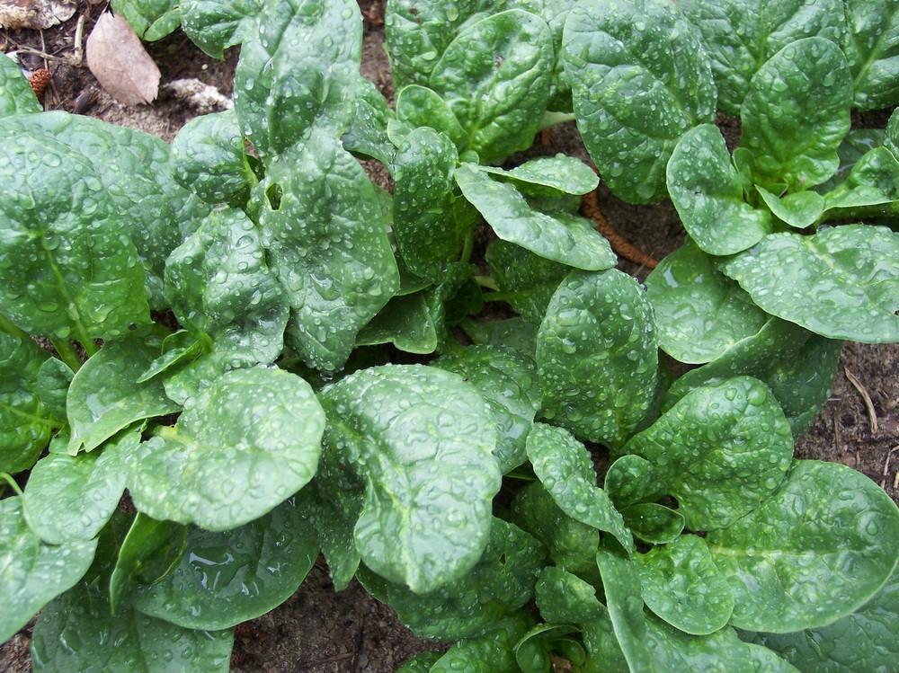 Spinach (Spinacia oleracea 'Seaside') in the Spinaches Database ...