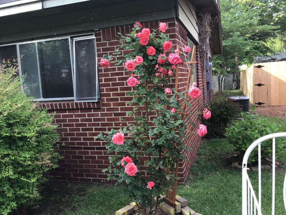 Photo of the entire plant of Rose (Rosa 'America') posted by gardenfish ...