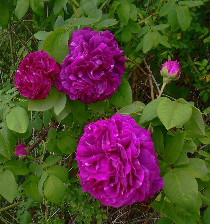 Rose (Rosa 'Victor Emmanuel') in the Roses Database - Garden.org