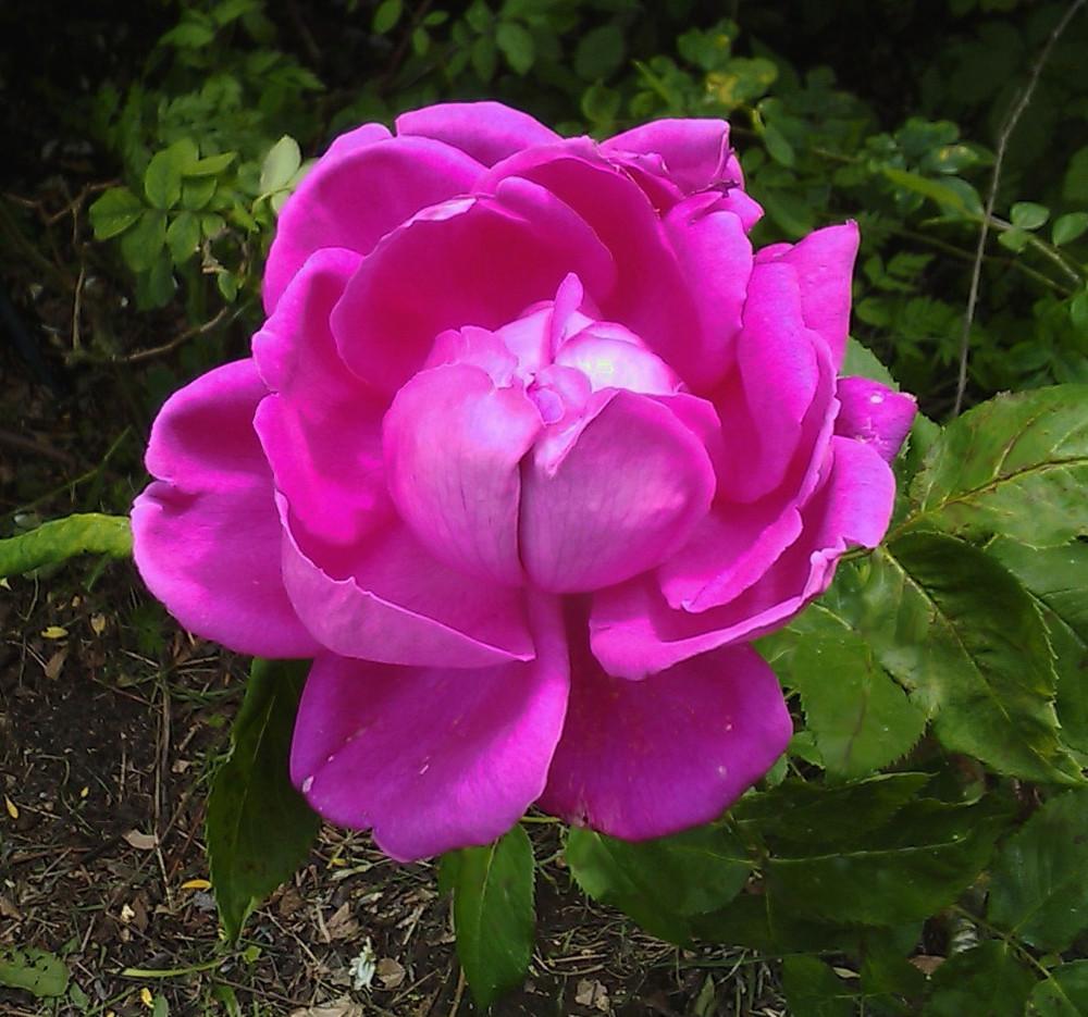 Rose (Rosa 'Comtesse Cecile de Chabrillant') in the Roses Database ...