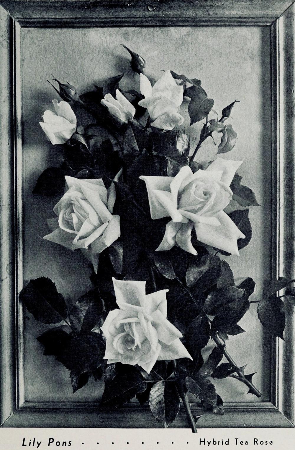 Rose (Rosa 'Lily Pons') in the Roses Database - Garden.org