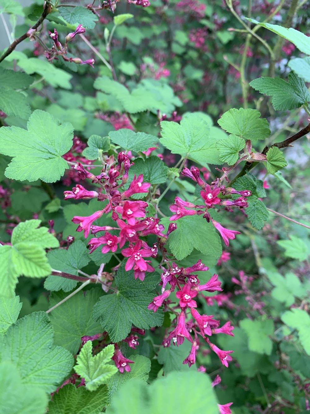 Blood Currant (Ribes sanguineum) in the Currants and Gooseberries ...