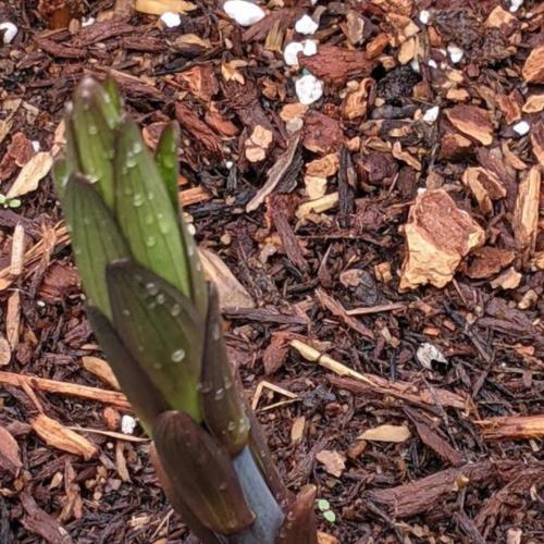 Lily (Lilium 'Hocus Pocus') in the Lilies Database - Garden.org