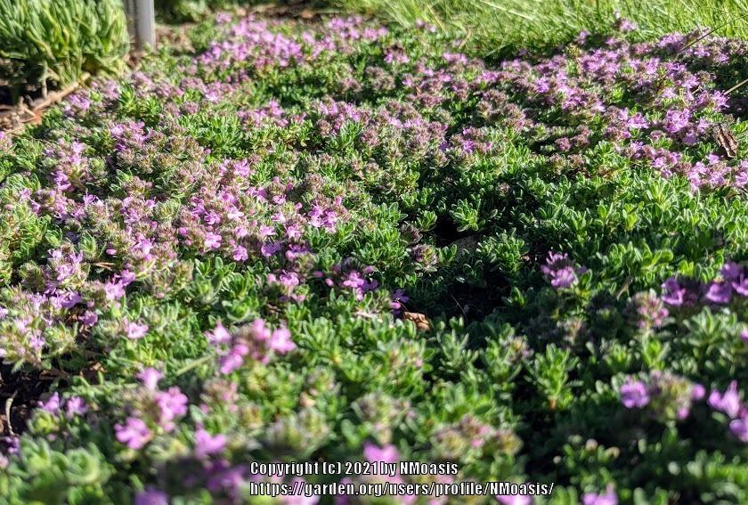 Photo of the entire plant of Creeping Thyme (Thymus serpyllum 'Pink ...
