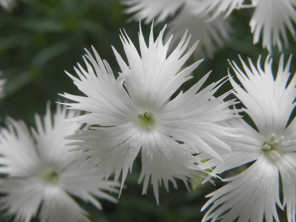 Pink (Dianthus plumarius 'Itsaul White') in the Dianthus Database ...