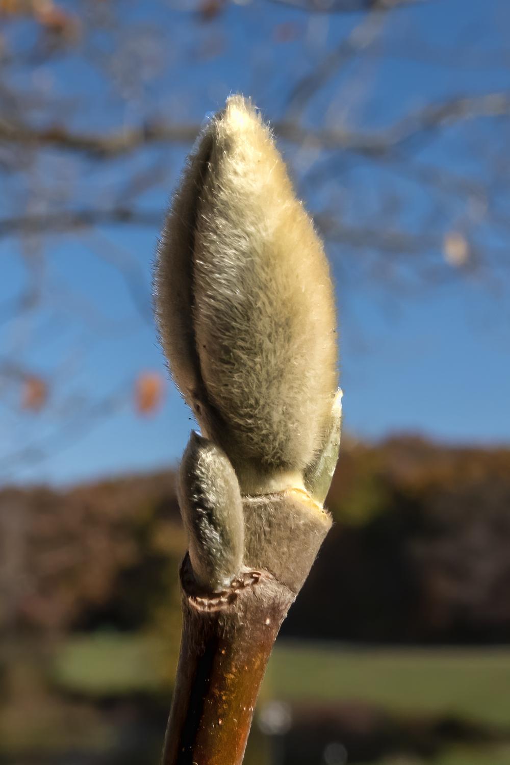 Photo of the closeup of buds, sepals and receptacles of Cucumber Tree ...