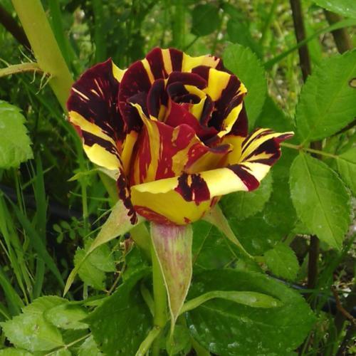 Rose (Rosa 'Hocus Pocus') in the Roses Database - Garden.org