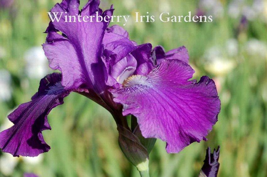 Tall Bearded Iris (Iris 'Grape Reprise') in the Irises Database ...